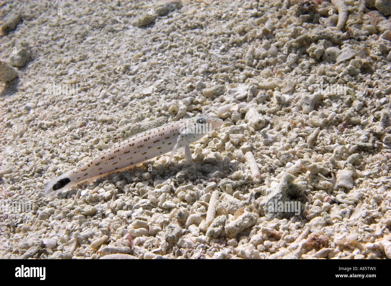Sea goby fish hi-res stock photography and images - Alamy