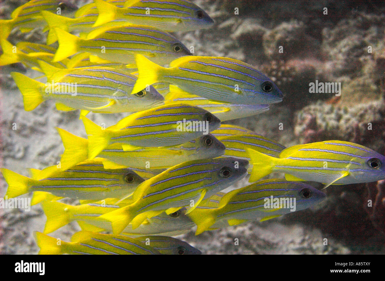 Bluelined snapper hi-res stock photography and images - Alamy