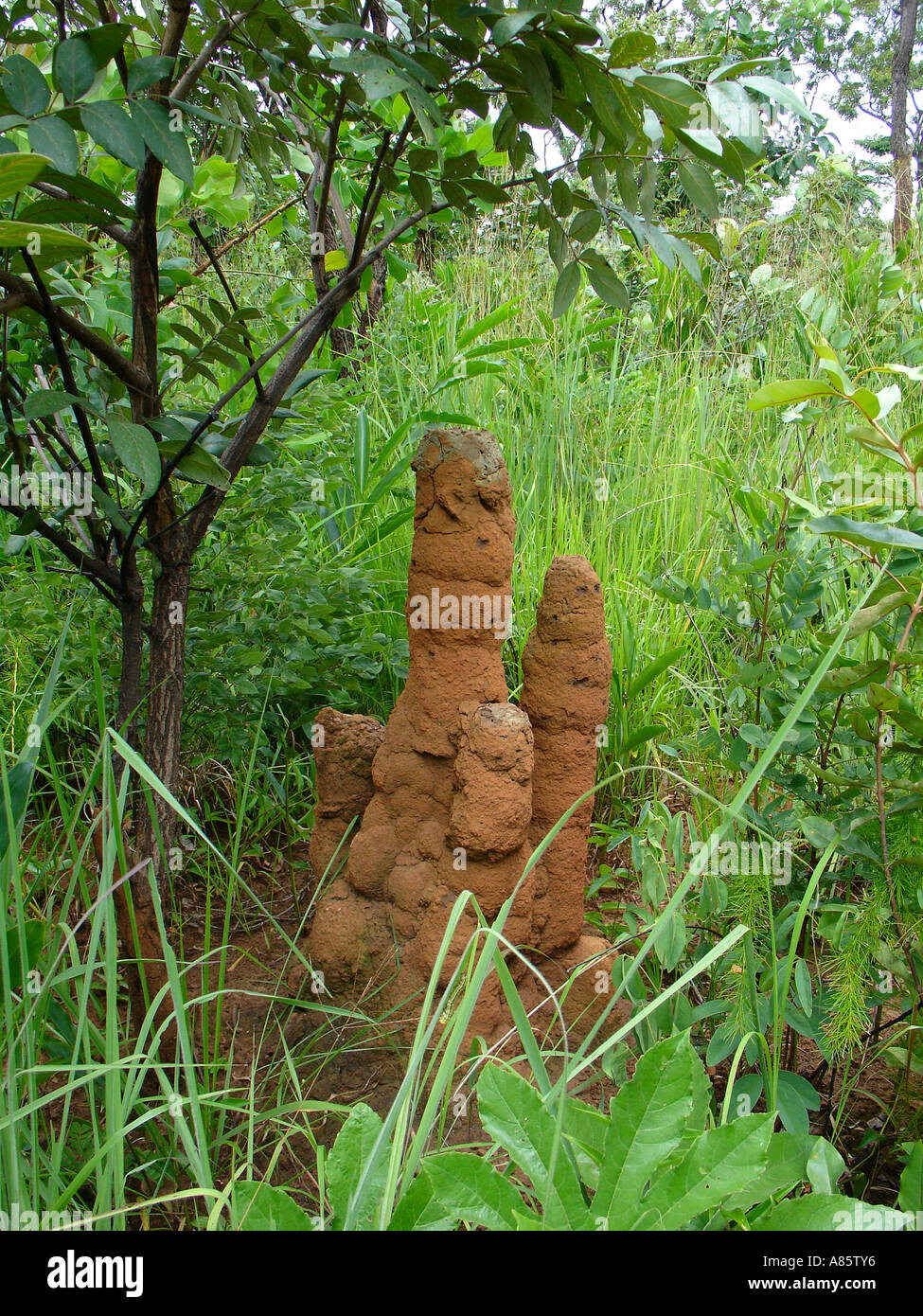 African termite mounds with lush green vegetation in rural area of the ...