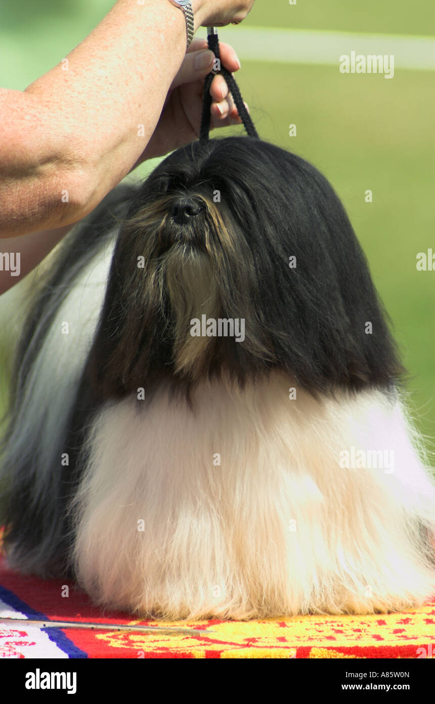 Sleek haired dog Stock Photo - Alamy