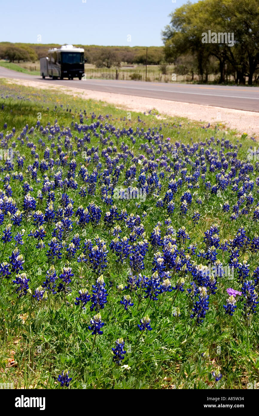 Oak tree and blue bonnets along US highway 290 west of Fredericksburg ...