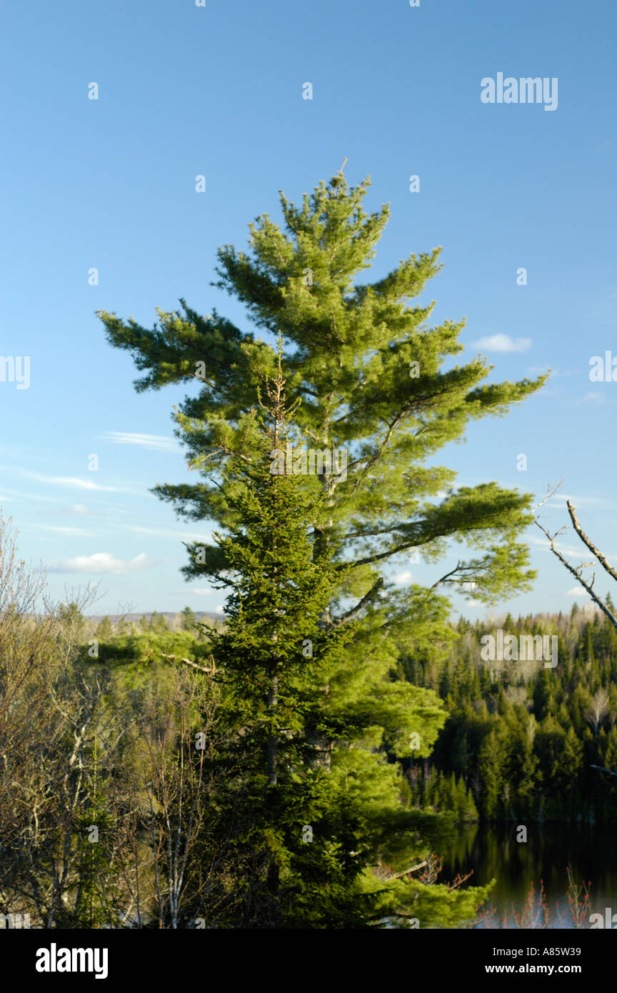 Lone white pine against blue sky in boreal forest of Eastern Canada New ...