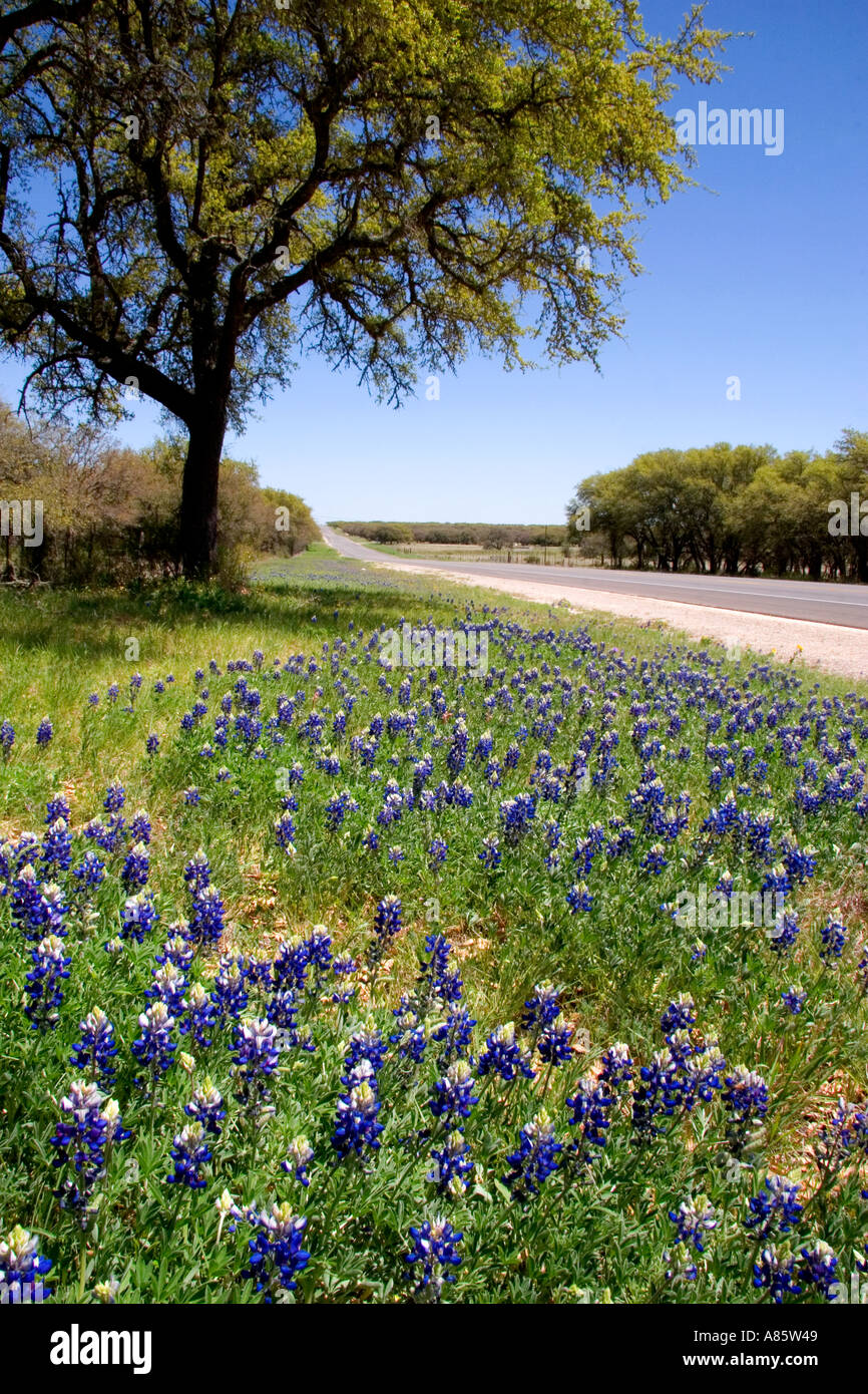 Oak tree and blue bonnets along US highway 290 west of Fredericksburg ...