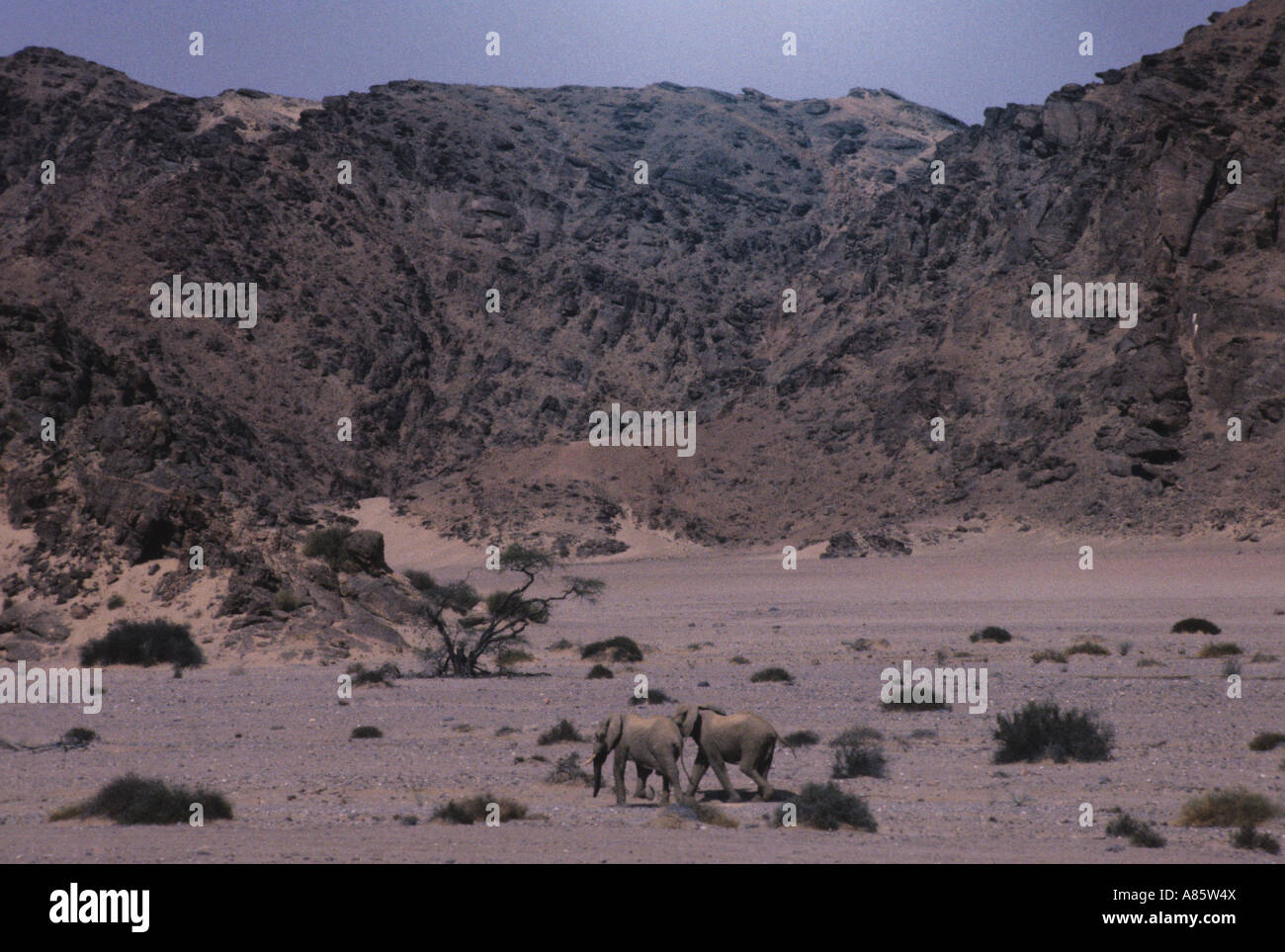 desert elephant namibia Stock Photo - Alamy