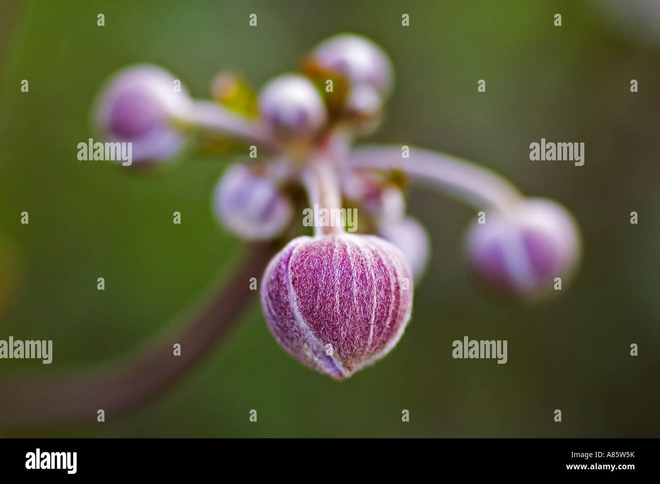 A close up of a unopened Anemone Stock Photo - Alamy