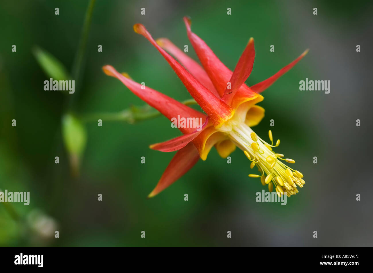 A red and yellow flowering Aquilegia Columbine Stock Photo - Alamy
