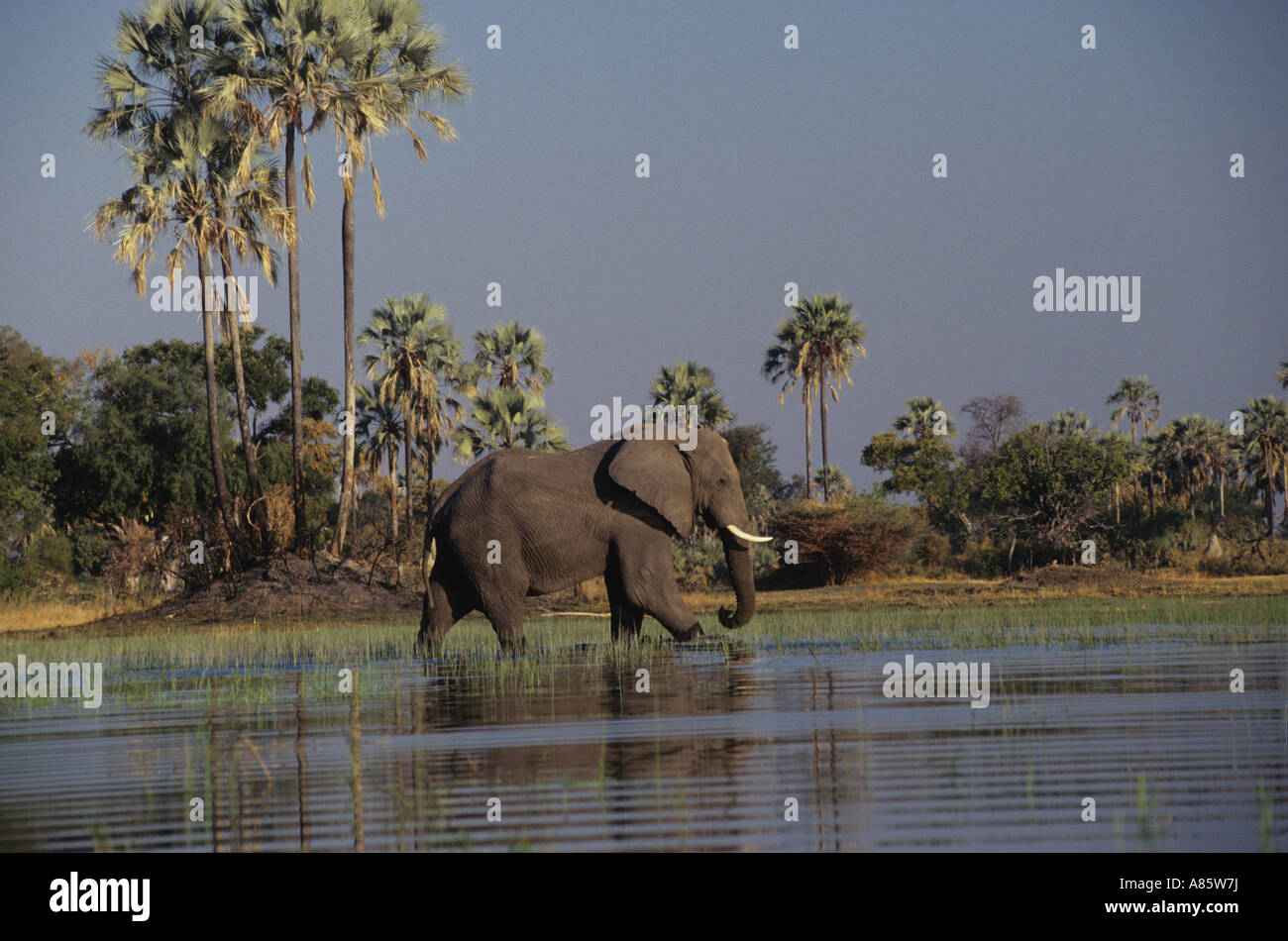 elephant okavango delta Stock Photo - Alamy