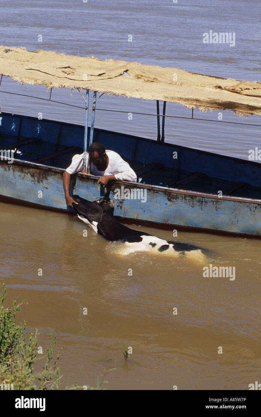 swimming cow across nile river Stock Photo - Alamy