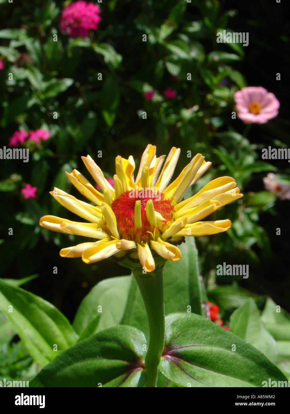 Close-up photo of beautiful young developing flower in a garden in ...