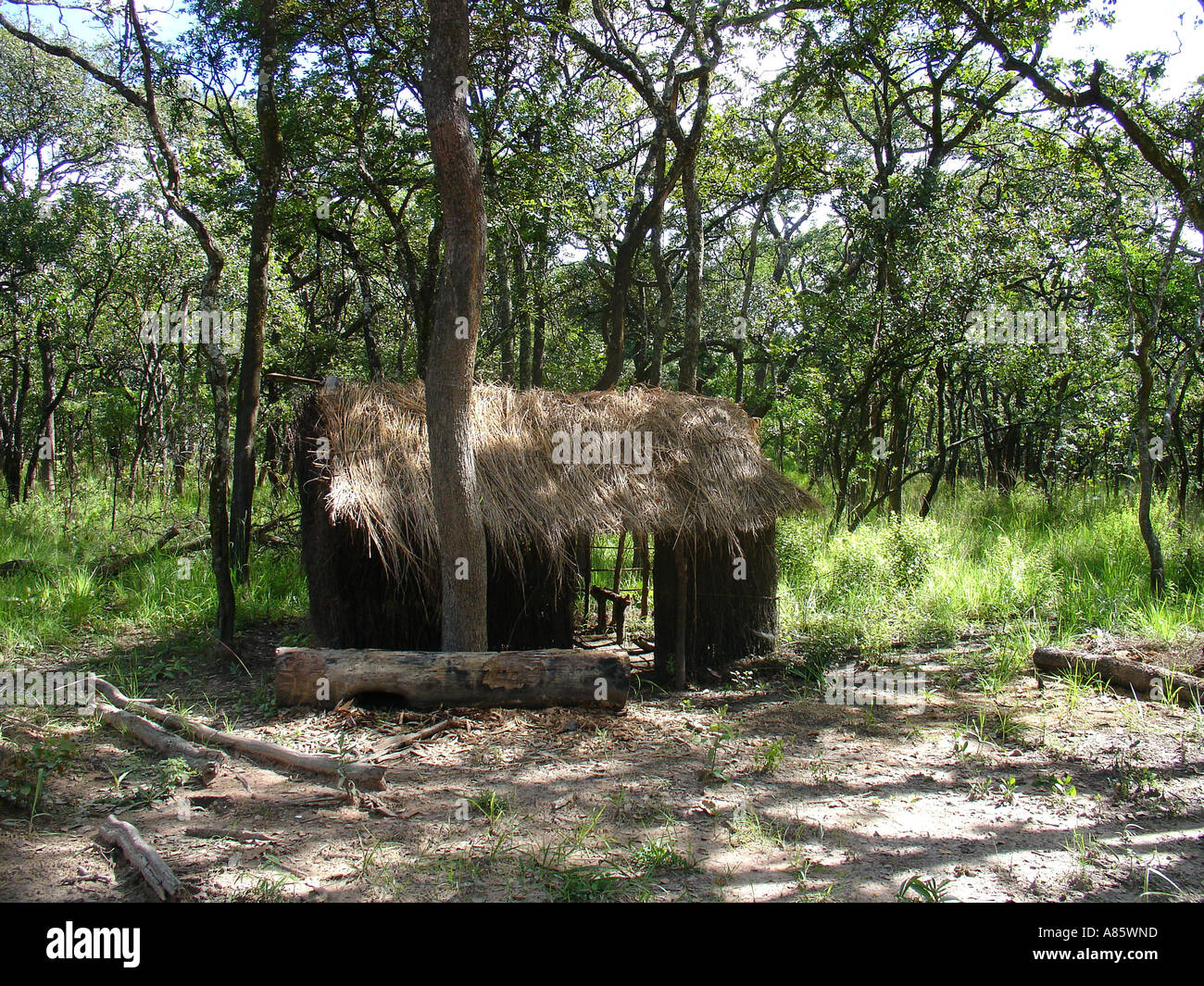 Simple traditional dry grass thatched shelter (temporary house) hidden ...