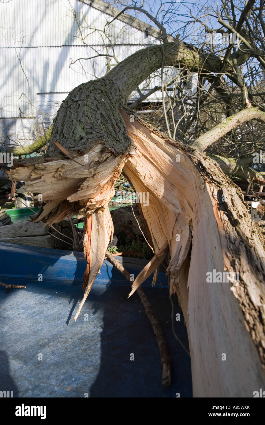 Knotted old tree damaged by high winds Stock Photo - Alamy
