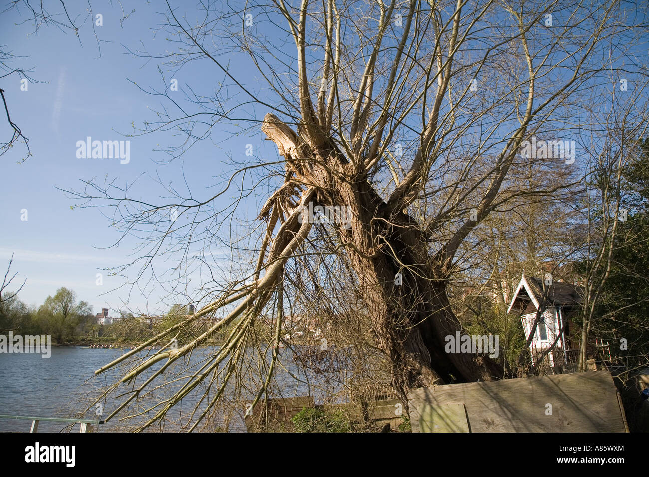 Knotted old tree damaged by high winds Stock Photo - Alamy