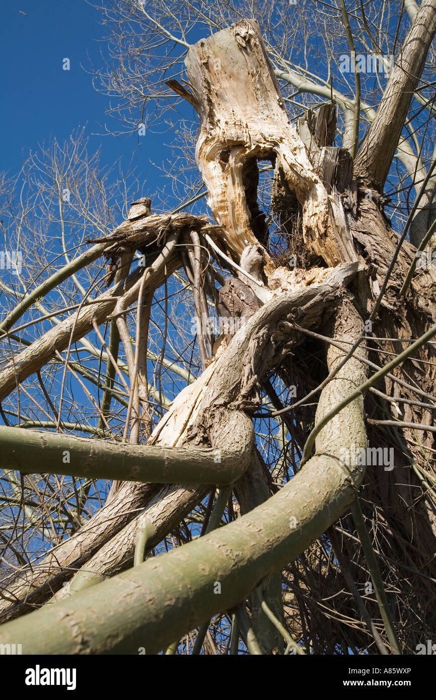Knotted old tree damaged by high winds Stock Photo - Alamy