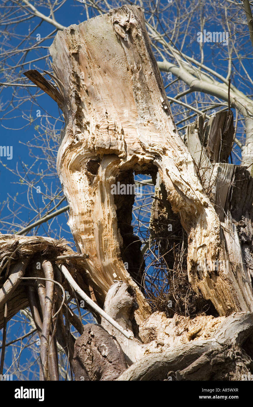 Knotted old tree damaged by high winds Stock Photo - Alamy