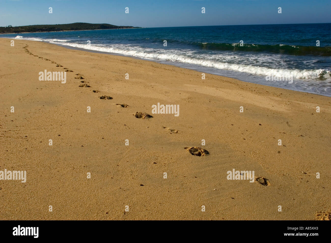 Footsteps in sand East Cape Baja Mexico Stock Photo - Alamy