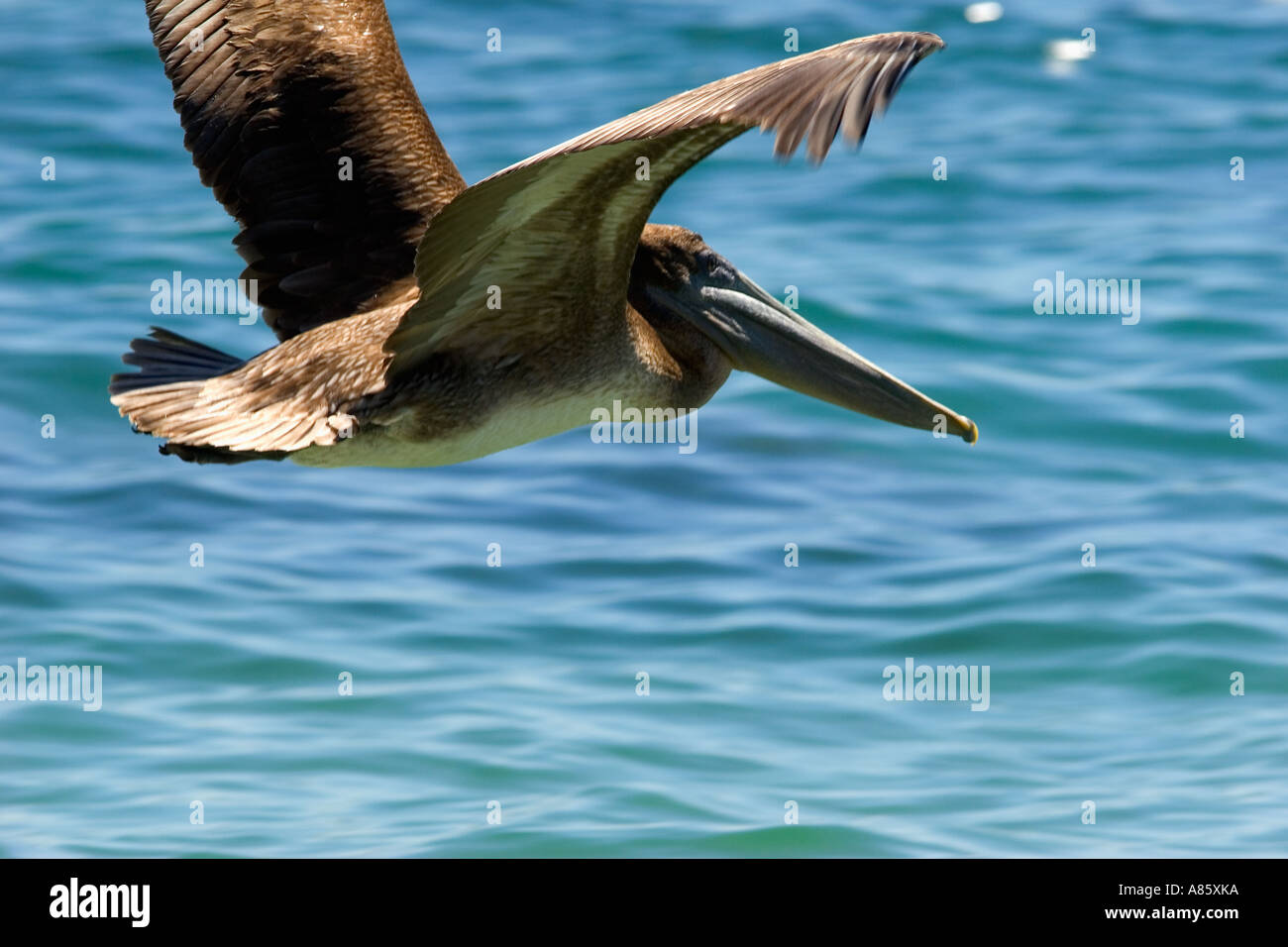Pelican in flight East Cape Baja Mexico Stock Photo - Alamy
