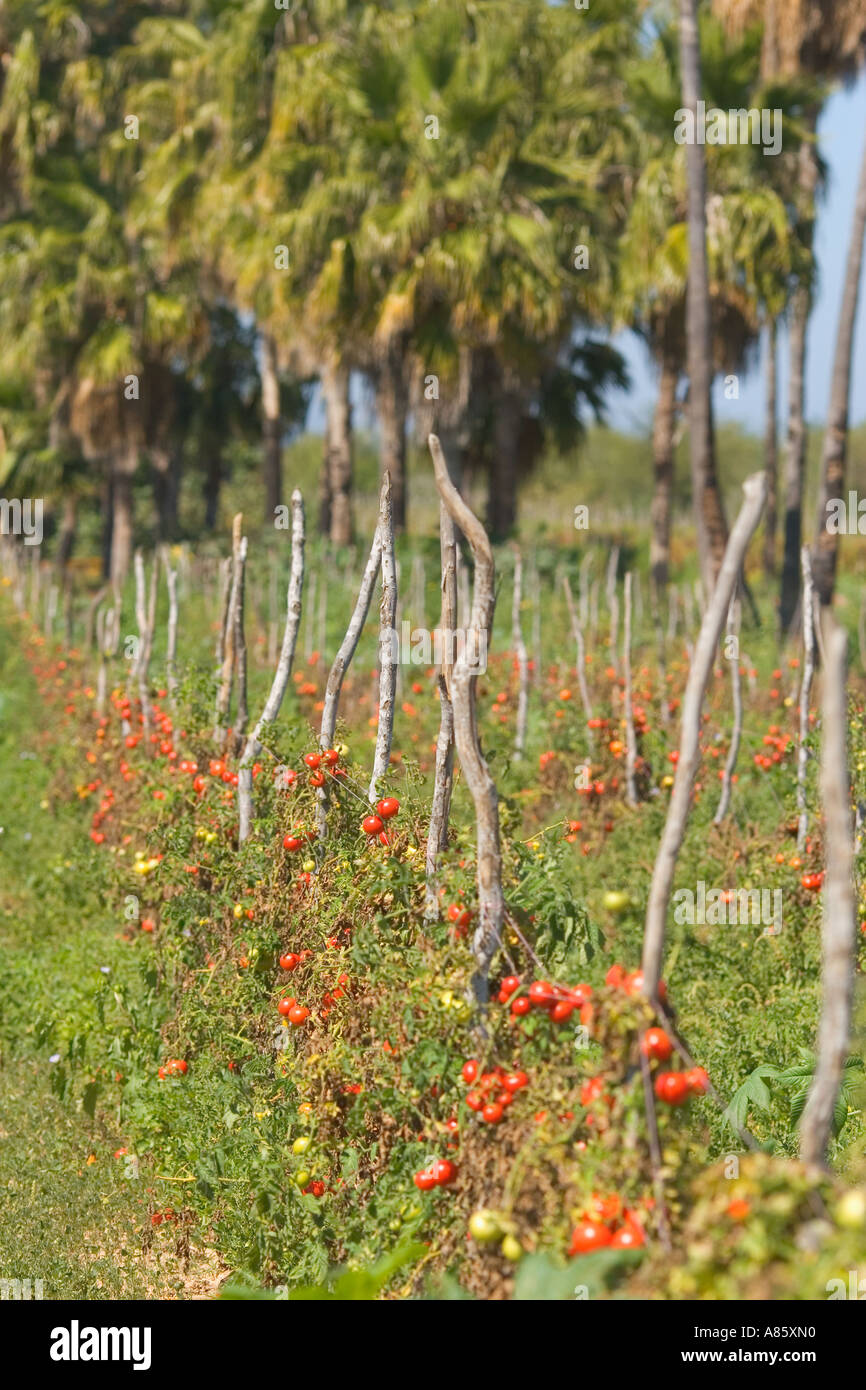 tomato plants Baja Mexico Stock Photo - Alamy
