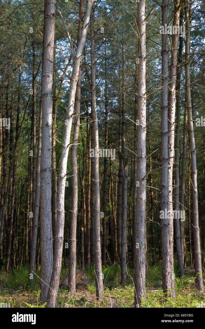 Delamere Forest Cheshire Stock Photo - Alamy