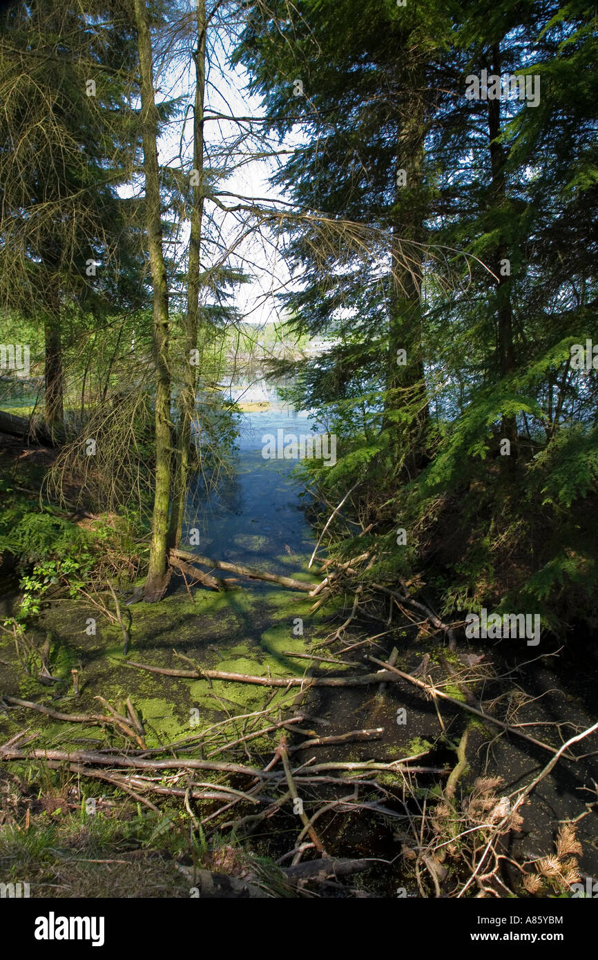 Delamere Forest Cheshire Stock Photo - Alamy