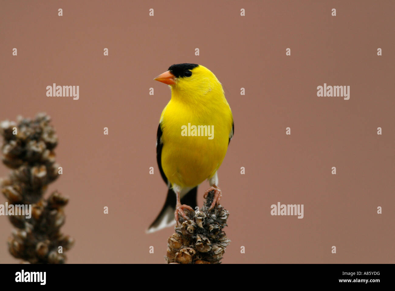 Male American Goldfinch Perched on Common Mullen Stock Photo - Alamy