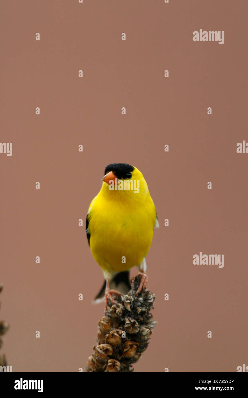 Male American Goldfinch Perched on Common Mullen - Vertical Stock Photo ...