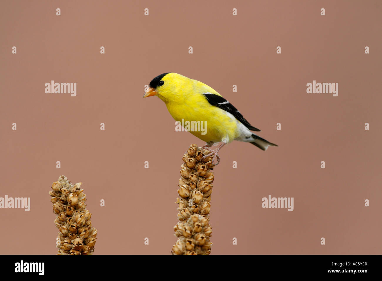 Male American Goldfinch Perched on Common Mullen Stock Photo - Alamy