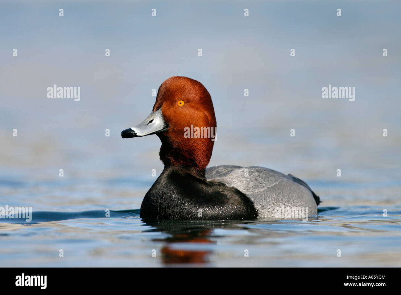 Redhead drakes hi-res stock photography and images - Alamy