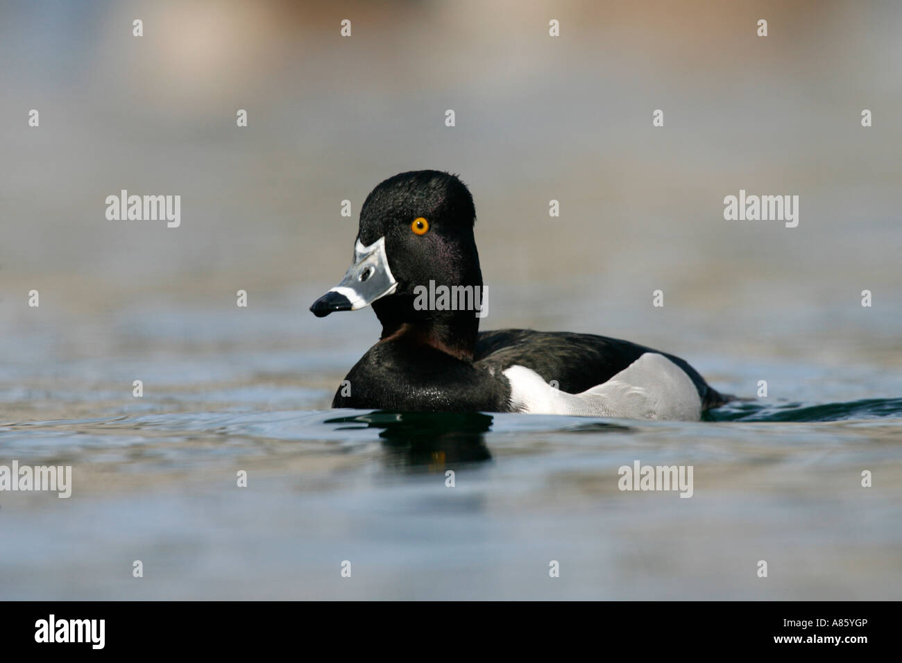 Drake Ring necked Duck winter Stock Photo - Alamy