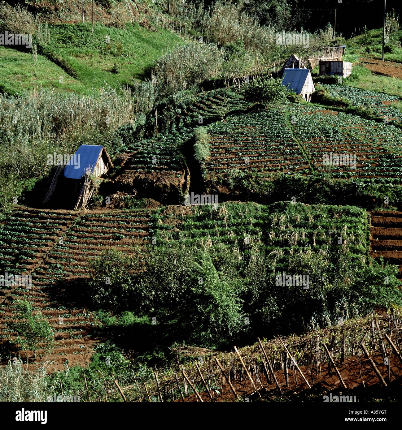 TERRACE CULTIVATION MADEIRA ISLAND PORTUGAL Stock Photo - Alamy