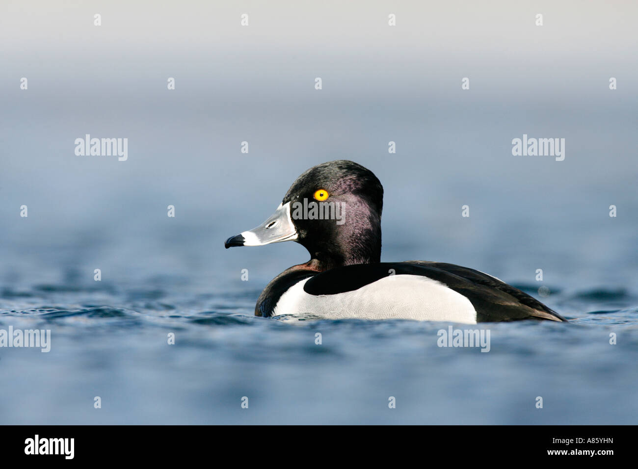 Ring neck ducks hi-res stock photography and images - Alamy