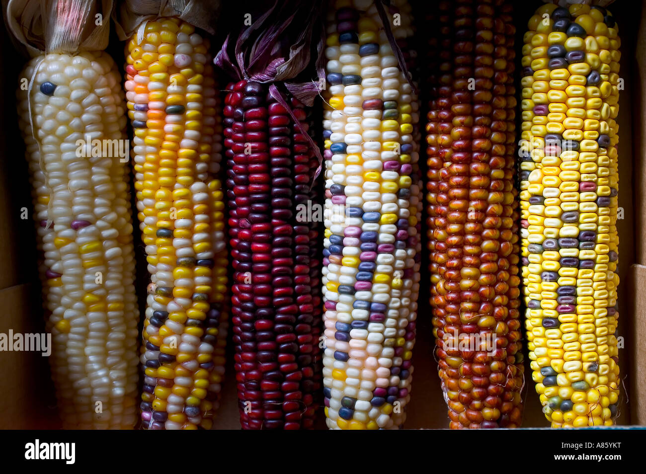 Different types of maize hi-res stock photography and images - Alamy