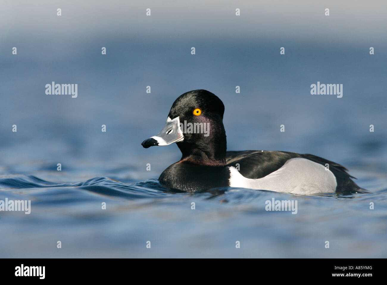 Ring neck drake hi-res stock photography and images - Alamy