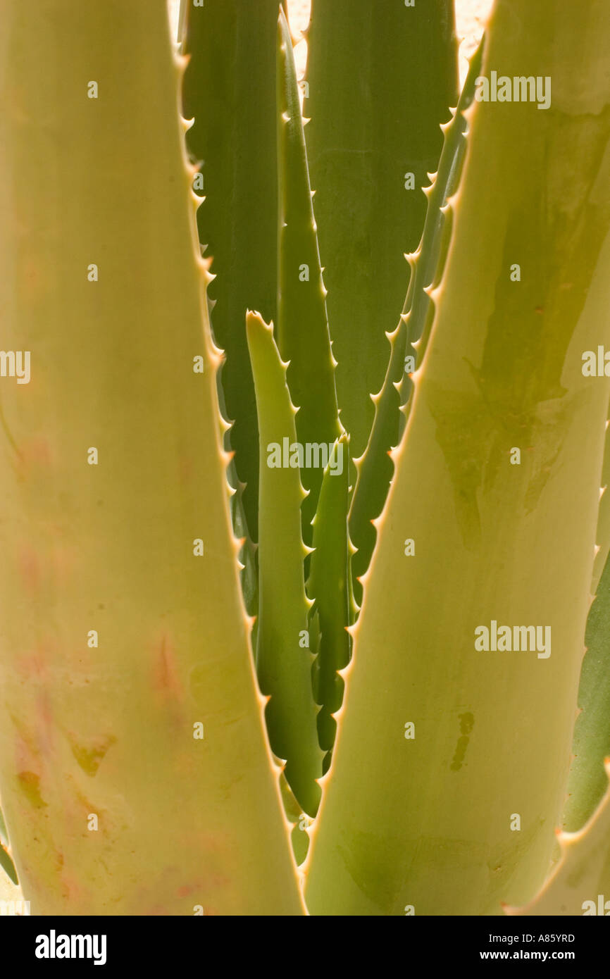 aloe plant mexico Stock Photo - Alamy