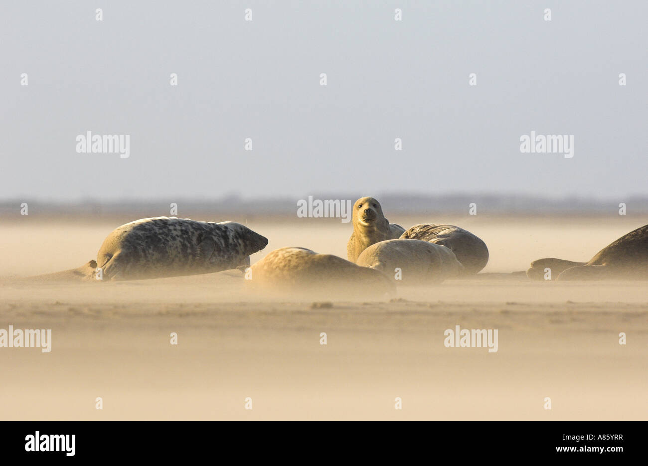 Grey seal, Halichoerus grypus, females and pup on a sand bar in a ...