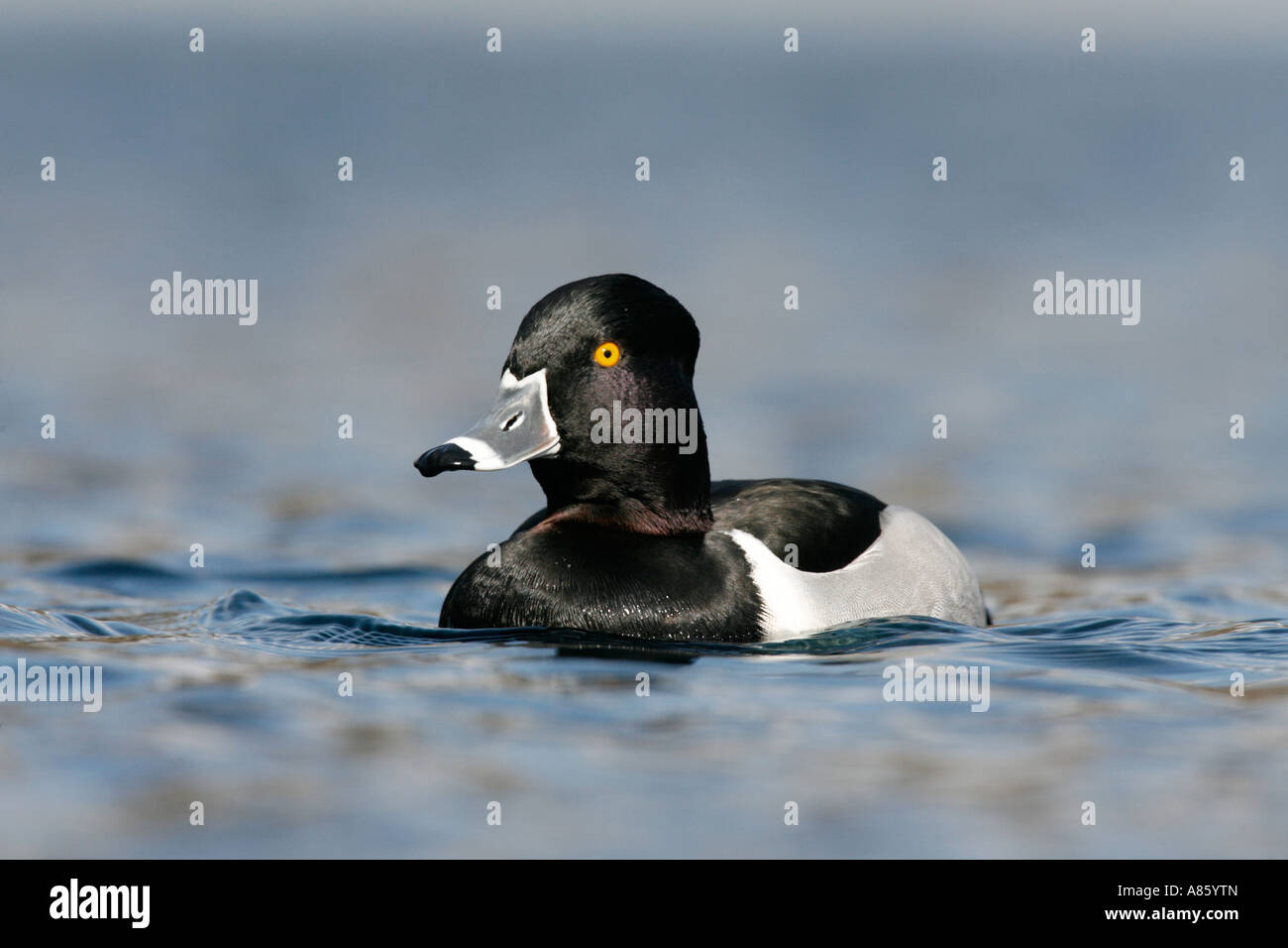 Drake Ring-necked Duck - winter Stock Photo - Alamy