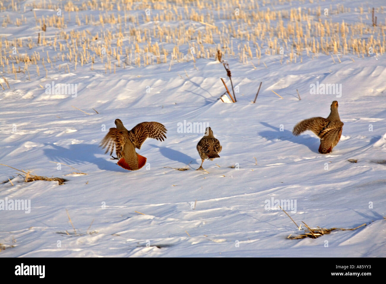 Gray partridge images hi-res stock photography and images - Alamy