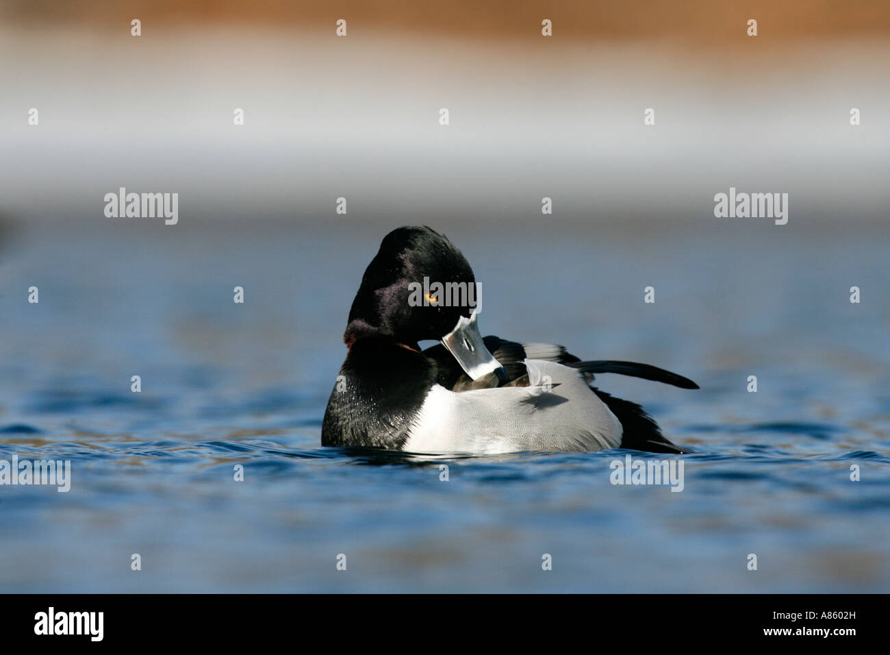 Ring neck drake hi-res stock photography and images - Alamy