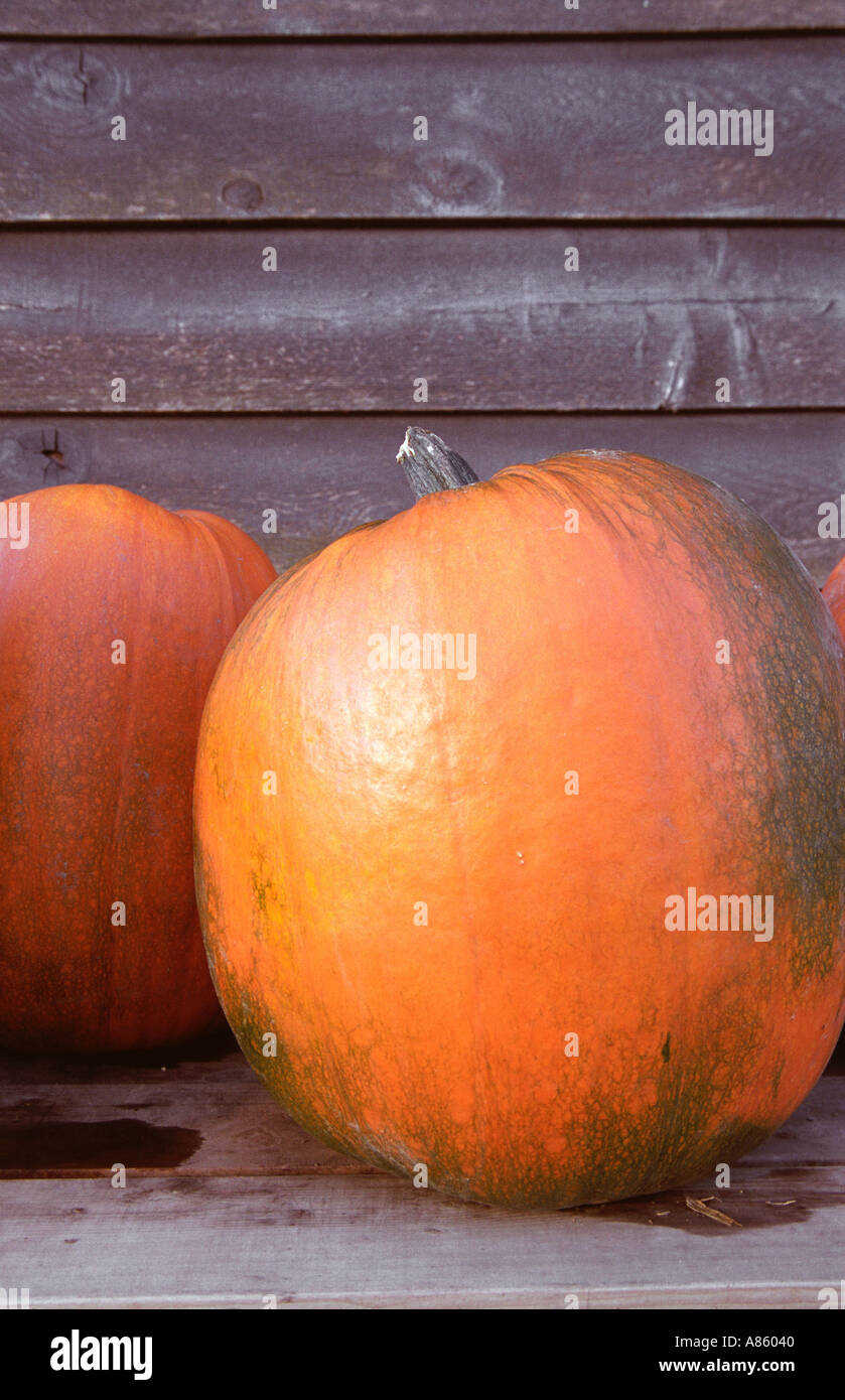 Pumpkin in row hi-res stock photography and images - Alamy