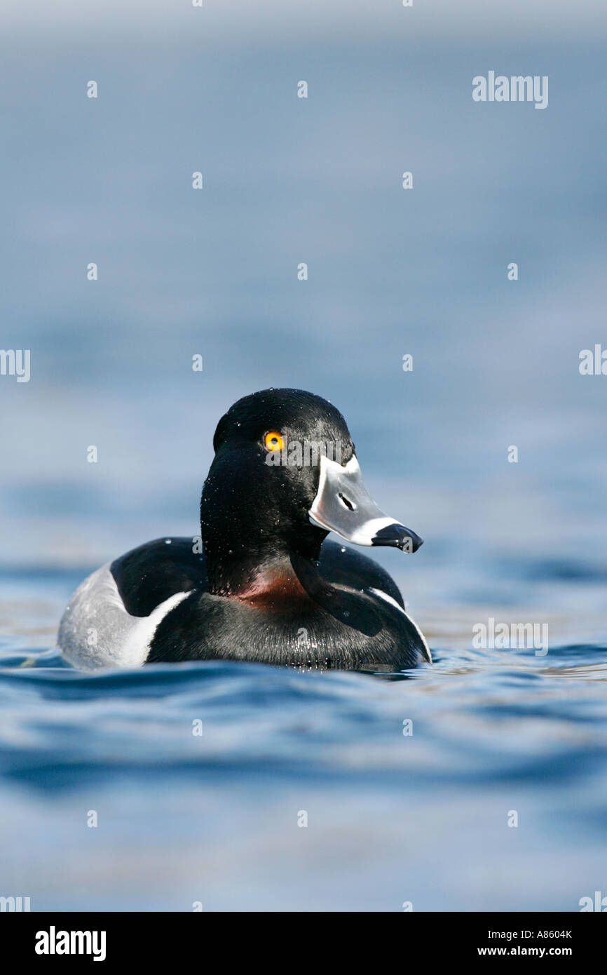 Drake Ring-necked Duck - winter Stock Photo - Alamy
