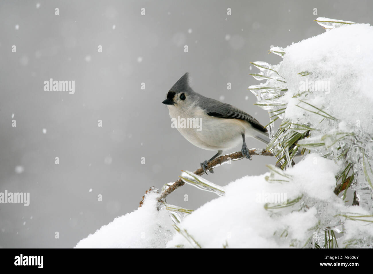 Tufted Titmouse in Snow Stock Photo - Alamy