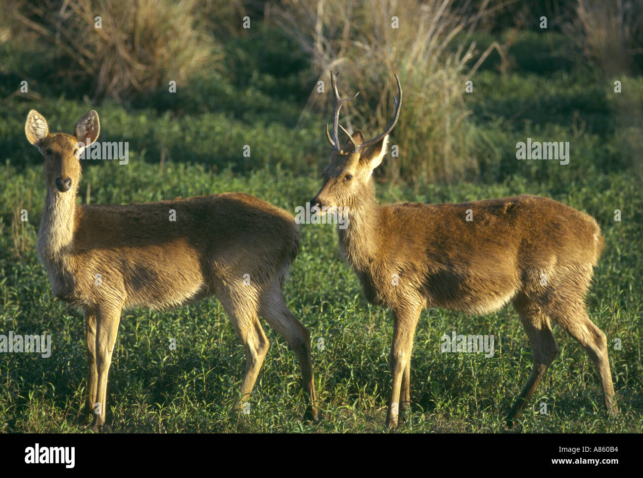 Female barasingha hi-res stock photography and images - Alamy