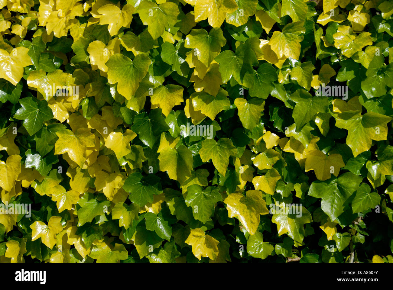 Ivy growing on wall, Cowan Bridge. Yorkshire Dales National Park ...