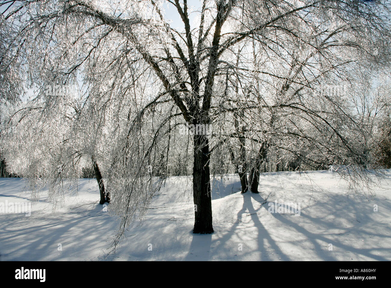 Ice Covered Trees Stock Photo - Alamy
