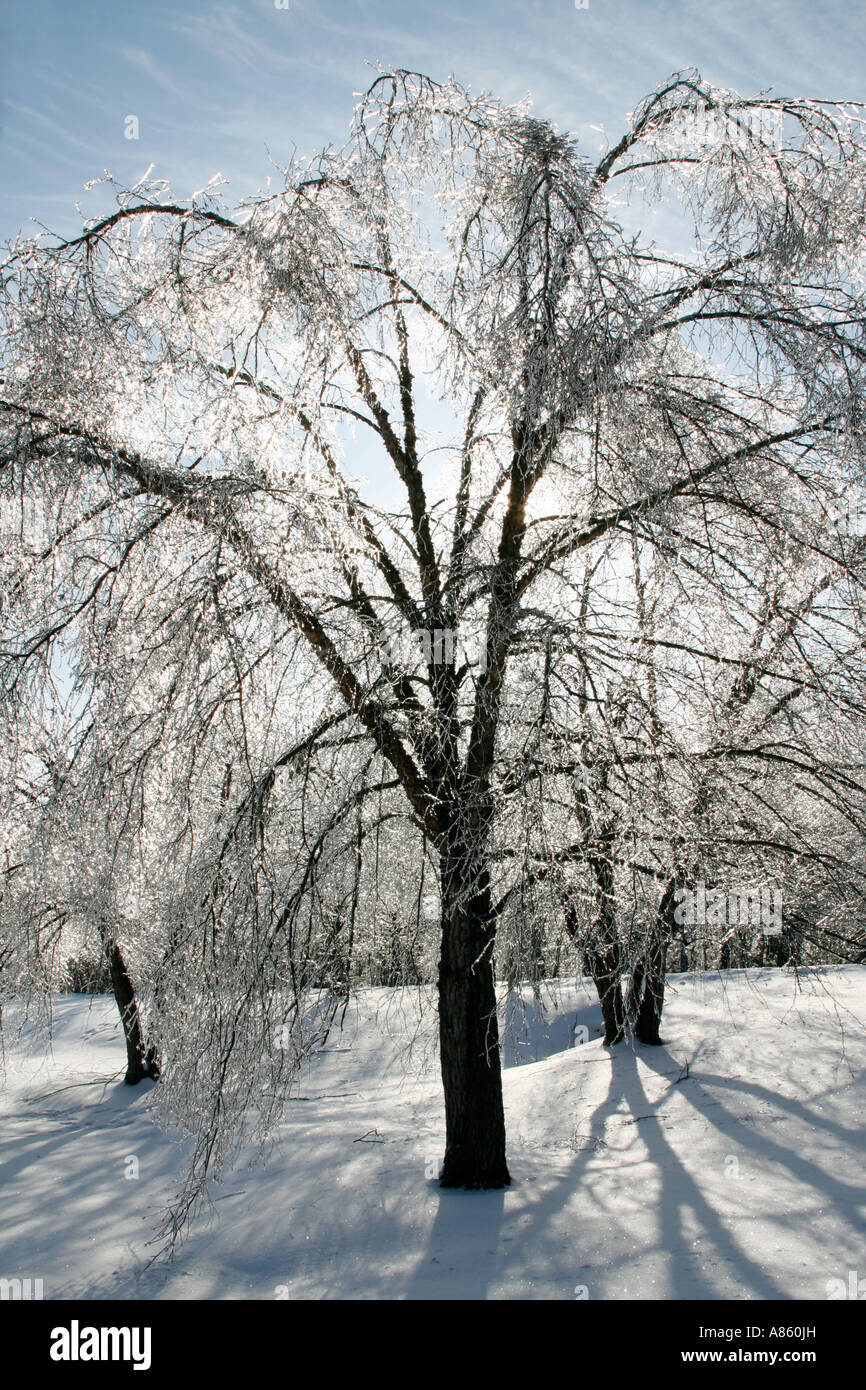 Ice Covered Trees Vertical Stock Photo - Alamy