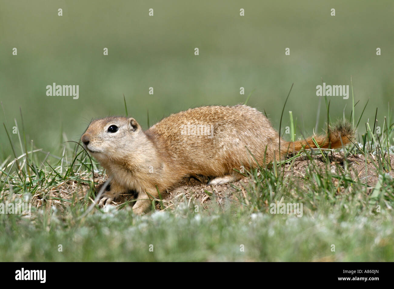 Richardsons ground squirrel spermophilus hi-res stock photography and images - Alamy