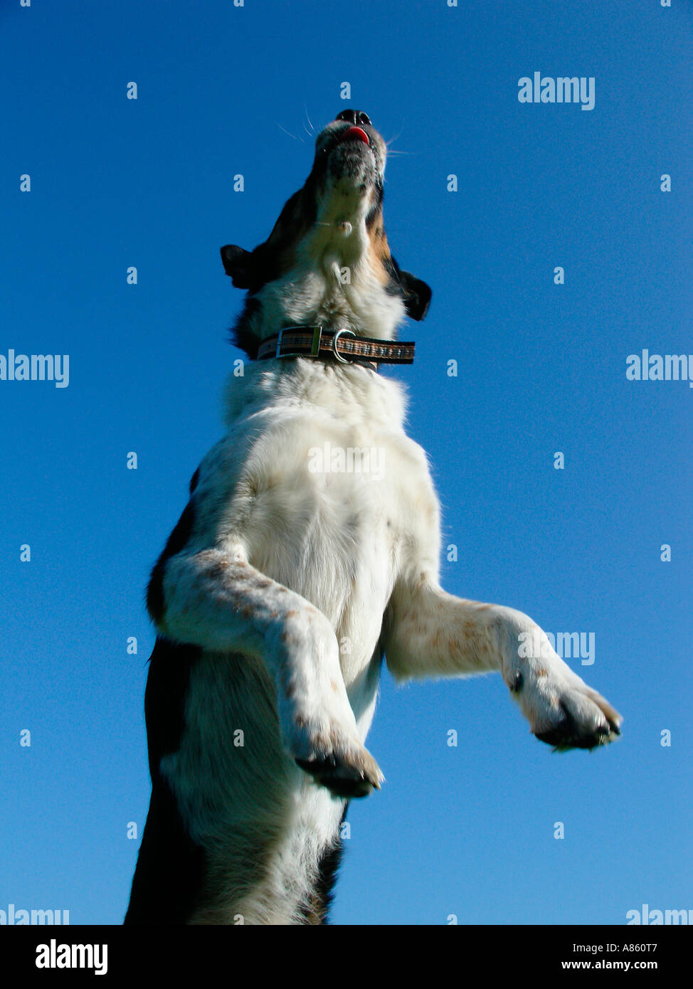 Animal training jump hi-res stock photography and images - Alamy