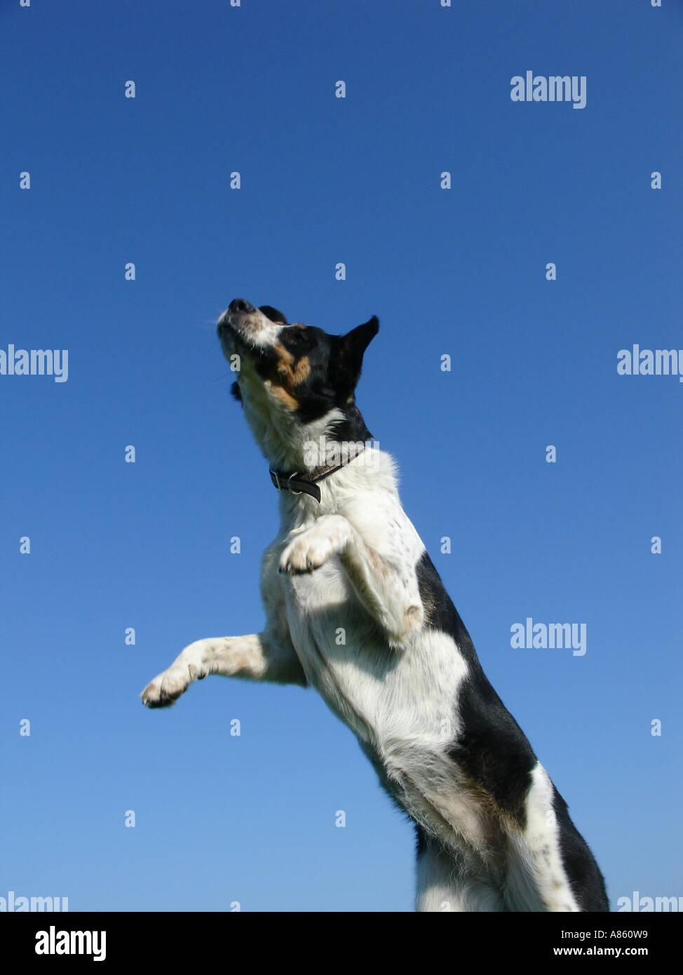 Animal training jump hi-res stock photography and images - Alamy