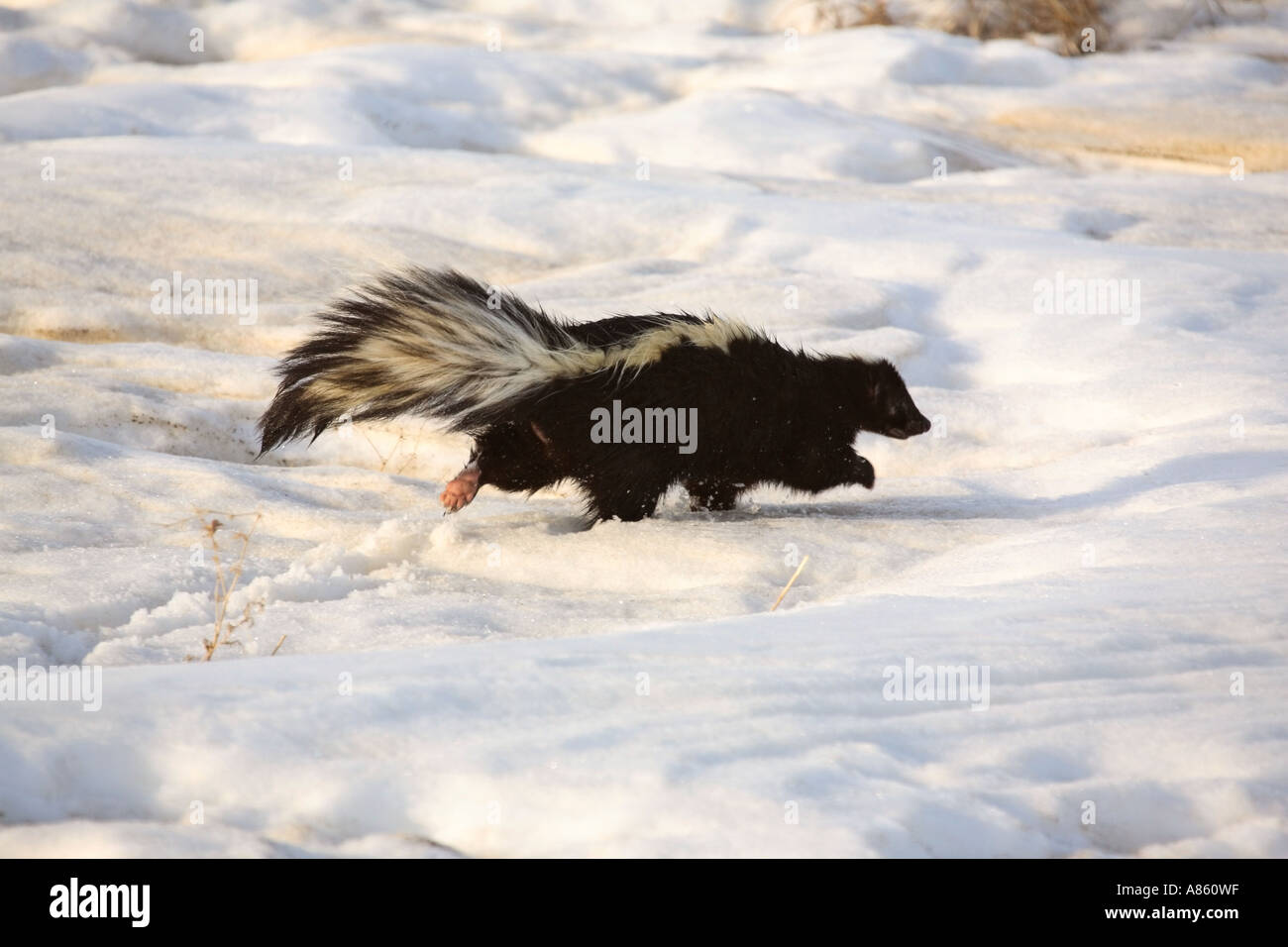 A Striped Skunk in a snow covered field in scenic Saskatchewan Canada ...