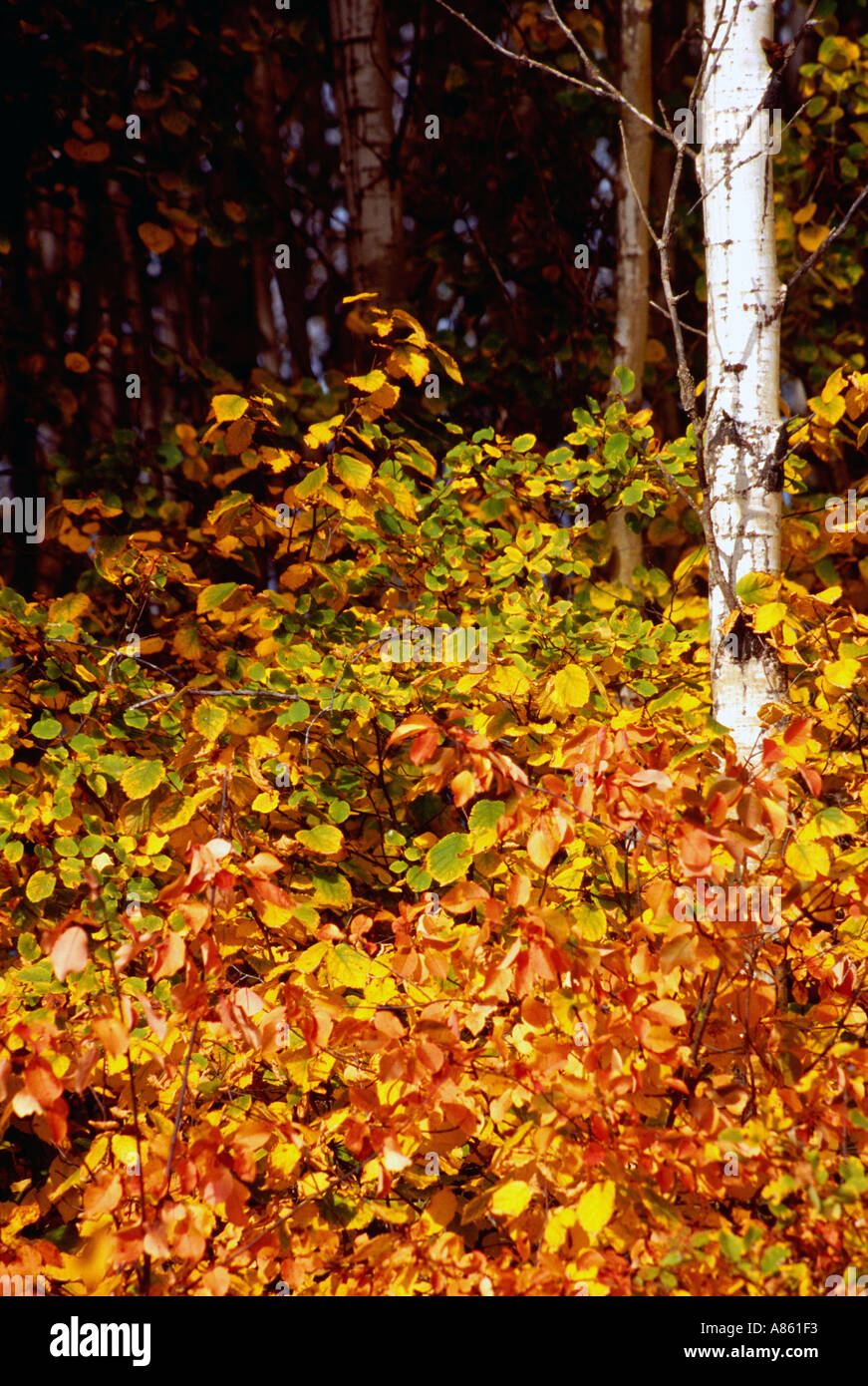 Aspen with colorful bushes Saddle Hills Alberta Canada Stock Photo - Alamy