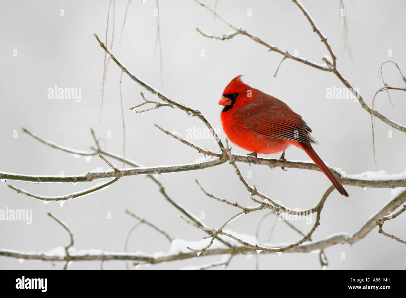 Northern cardinal hi-res stock photography and images - Alamy
